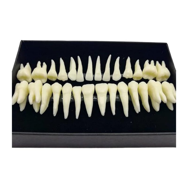 Teeth set 28pcs - Wali Dental Supply